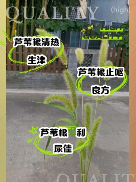 芦苇根煮水有什么功效_芦苇根煮水可以天天喝吗-第1张图片-山城妙识