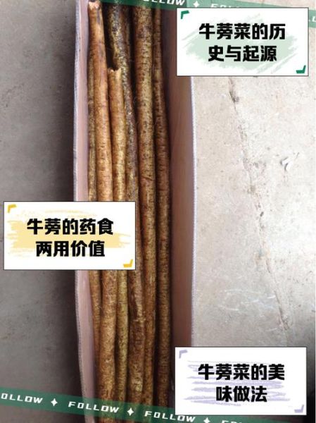 牛蒡叶的功效与作用_牛蒡叶怎么吃-第1张图片-山城妙识