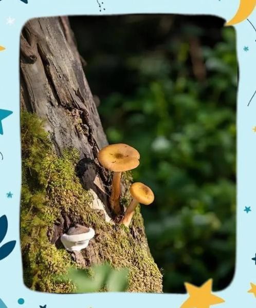 东北干榛蘑怎么泡发_干榛蘑炖鸡最正宗做法-第3张图片-山城妙识