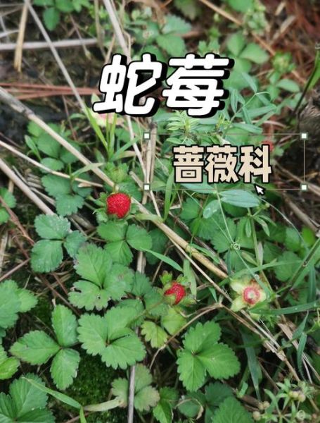 蛇莓有毒吗_蛇莓能吃吗-第1张图片-山城妙识