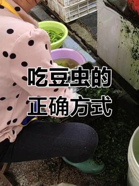 豆虫怎么吃_豆虫怎么做好吃-第1张图片-山城妙识
