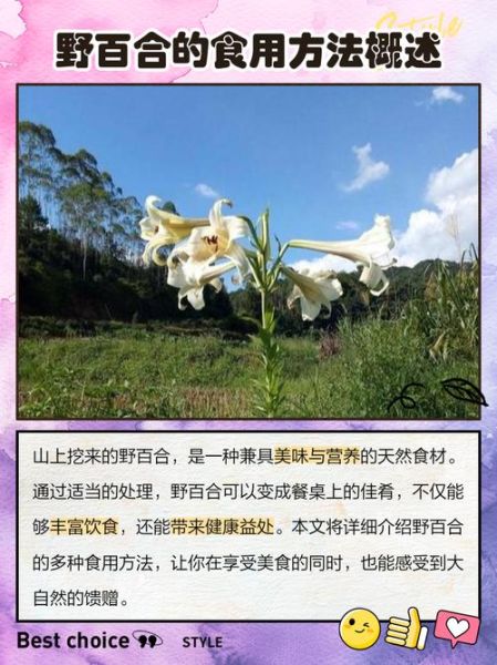百合的功效与作用_百合怎么吃最好-第3张图片-山城妙识 百合的功效与作用_百合怎么吃最好-第3张图片-山城妙识