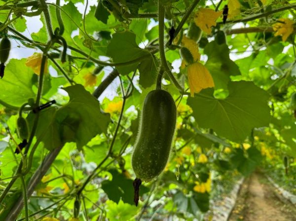 节瓜怎么搭架_节瓜搭架用什么材料-第2张图片-山城妙识