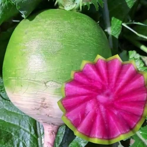 心里美萝卜什么时候种_最佳播种时间-第2张图片-山城妙识