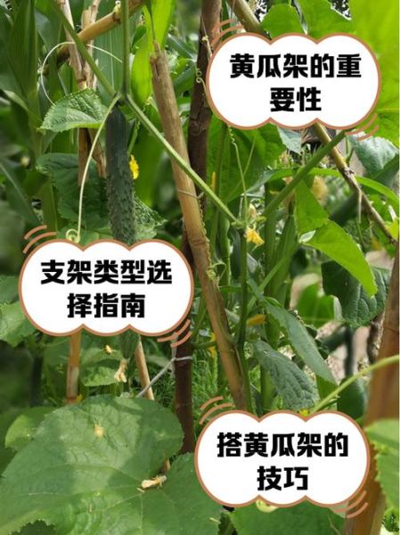 节瓜怎么搭架_节瓜搭架用什么材料-第1张图片-山城妙识