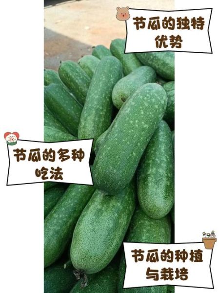 节瓜怎么搭架_节瓜搭架用什么材料-第3张图片-山城妙识