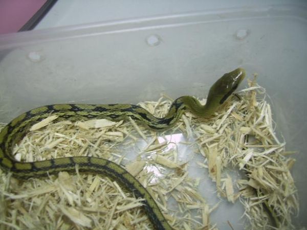 王锦蛇和黑眉锦蛇的区别_如何一眼分辨-第3张图片-山城妙识