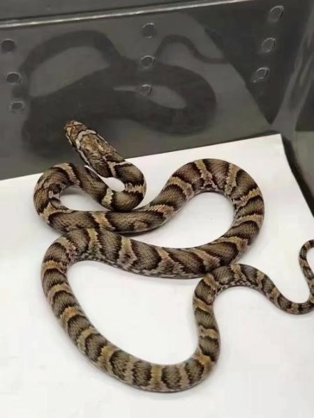 王锦蛇和黑眉锦蛇的区别_如何一眼分辨-第2张图片-山城妙识