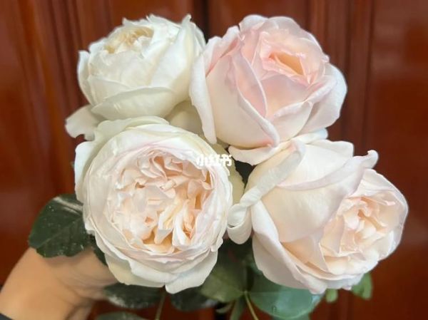 帕夫洛娃蛋糕月季_帕夫洛娃月季怎么养-第1张图片-山城妙识