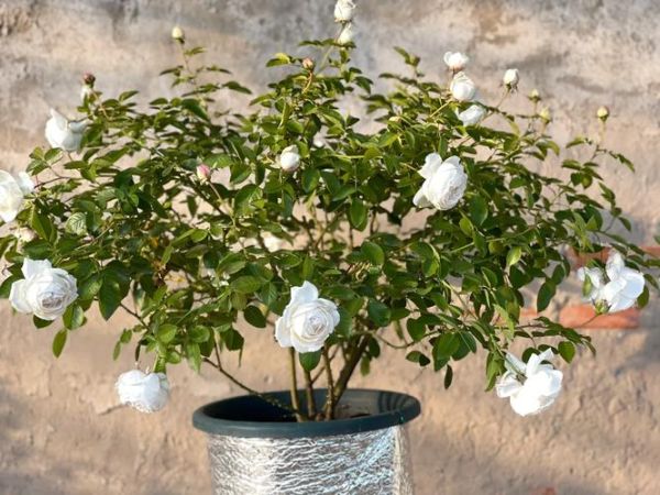 帕夫洛娃蛋糕月季_帕夫洛娃月季怎么养-第2张图片-山城妙识