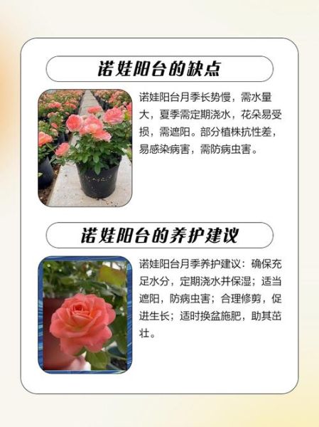 帕夫洛娃蛋糕月季_帕夫洛娃月季怎么养-第3张图片-山城妙识