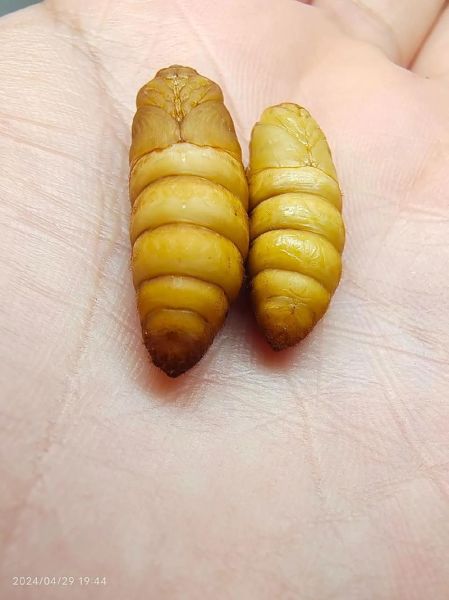 蚕蛹图片大全可爱_蚕蛹为什么看起来萌萌哒-第3张图片-山城妙识 蚕蛹图片大全可爱_蚕蛹为什么看起来萌萌哒-第3张图片-山城妙识