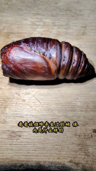 蚕蛹图片大全可爱_蚕蛹为什么看起来萌萌哒-第1张图片-山城妙识 蚕蛹图片大全可爱_蚕蛹为什么看起来萌萌哒-第1张图片-山城妙识