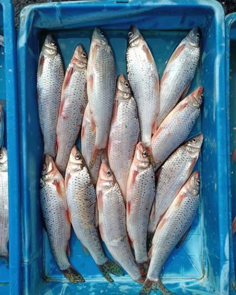 小嘴鱼是什么鱼_小嘴鱼多少钱一斤-第2张图片-山城妙识 小嘴鱼是什么鱼_小嘴鱼多少钱一斤-第2张图片-山城妙识