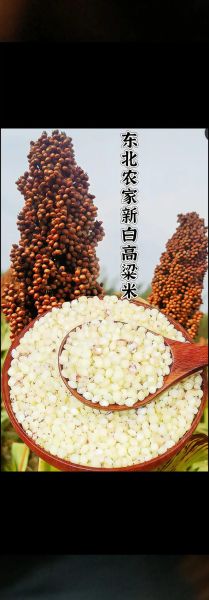 白脸高粱米饭怎么做_白脸高粱米饭热量高吗-第2张图片-山城妙识