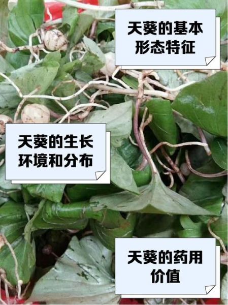 青天葵图片长什么样_青天葵和毛叶芋兰怎么区分-第1张图片-山城妙识 青天葵图片长什么样_青天葵和毛叶芋兰怎么区分-第1张图片-山城妙识