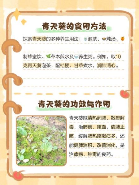 青天葵图片长什么样_青天葵和毛叶芋兰怎么区分-第3张图片-山城妙识 青天葵图片长什么样_青天葵和毛叶芋兰怎么区分-第3张图片-山城妙识