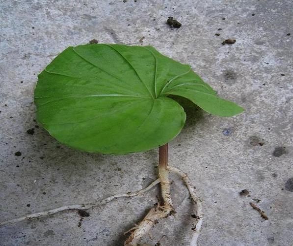 青天葵图片长什么样_青天葵和毛叶芋兰怎么区分-第2张图片-山城妙识 青天葵图片长什么样_青天葵和毛叶芋兰怎么区分-第2张图片-山城妙识