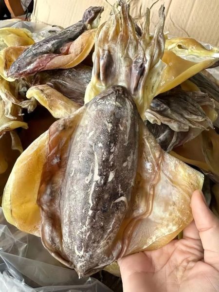 墨鱼什么人不能吃_墨鱼过敏症状有哪些-第1张图片-山城妙识