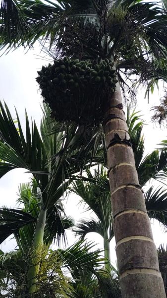 女生槟榔长什么样_女生槟榔外观特征-第1张图片-山城妙识 女生槟榔长什么样_女生槟榔外观特征-第1张图片-山城妙识