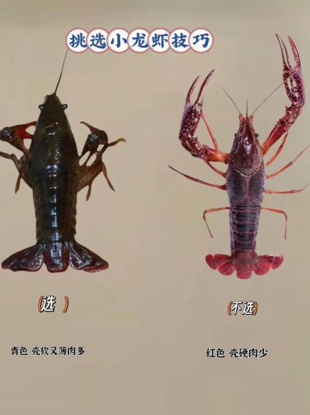 喇蛄和小龙虾的区别_哪个更好吃-第2张图片-山城妙识 喇蛄和小龙虾的区别_哪个更好吃-第2张图片-山城妙识