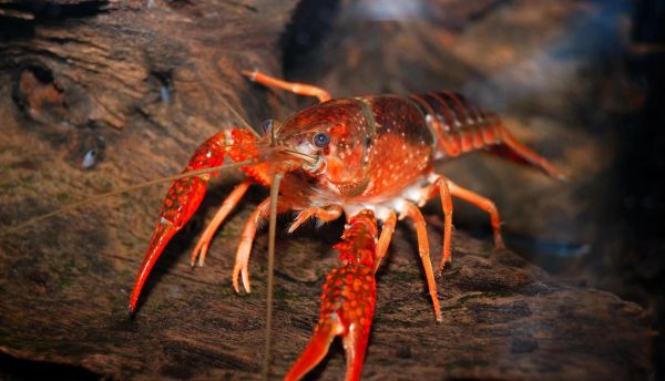 喇蛄和小龙虾的区别_哪个更好吃-第1张图片-山城妙识 喇蛄和小龙虾的区别_哪个更好吃-第1张图片-山城妙识