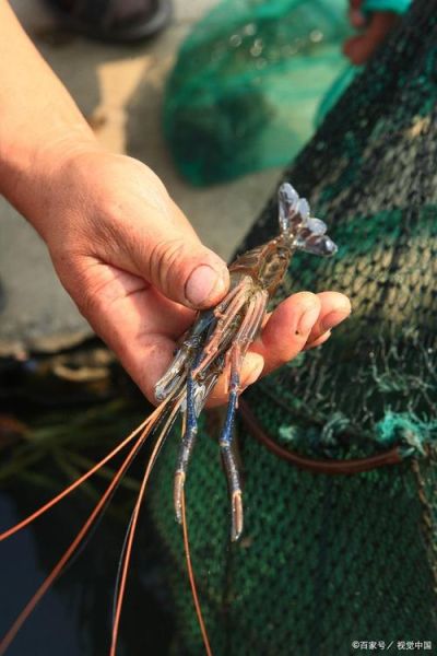 喇蛄和小龙虾的区别_哪个更好吃-第3张图片-山城妙识 喇蛄和小龙虾的区别_哪个更好吃-第3张图片-山城妙识