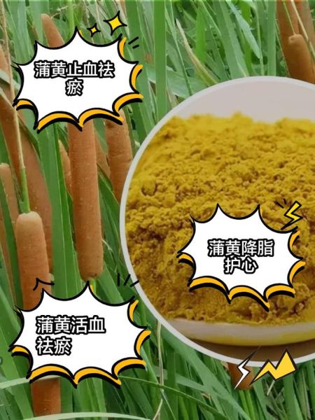 蒲黄的功效与作用_蒲黄怎么吃效果最好-第2张图片-山城妙识