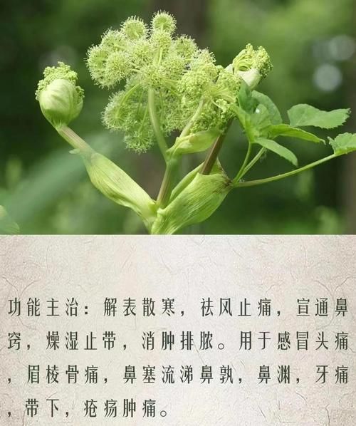 白芷的功效与作用_白芷可以祛斑吗-第3张图片-山城妙识