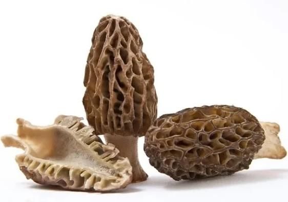 真假羊肚菌的区别图片_如何辨别羊肚菌真假-第2张图片-山城妙识