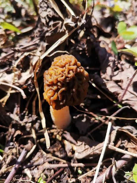 真假羊肚菌的区别图片_如何辨别羊肚菌真假-第1张图片-山城妙识