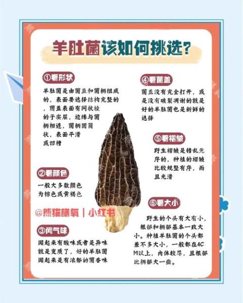 真假羊肚菌的区别图片_如何辨别羊肚菌真假-第3张图片-山城妙识