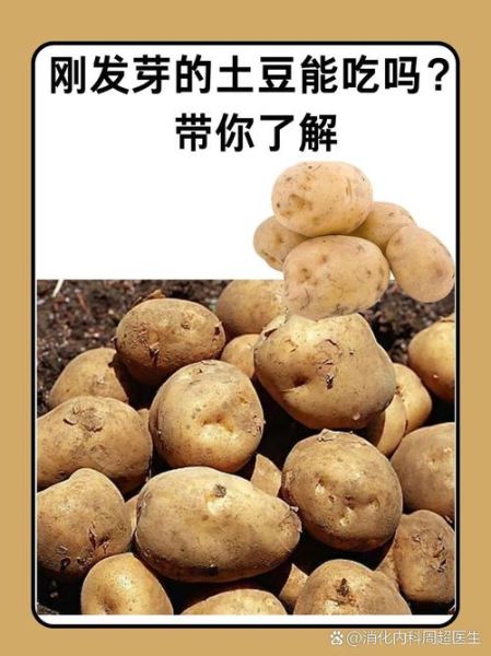 土豆发芽能吃吗_土豆发芽有毒吗-第1张图片-山城妙识