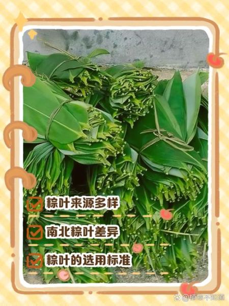 山东粽子叶是什么植物的叶子_山东包粽子用哪种叶子-第1张图片-山城妙识