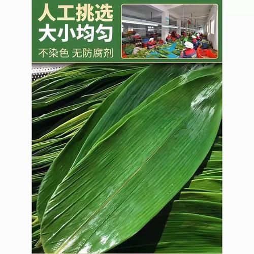 山东粽子叶是什么植物的叶子_山东包粽子用哪种叶子-第2张图片-山城妙识