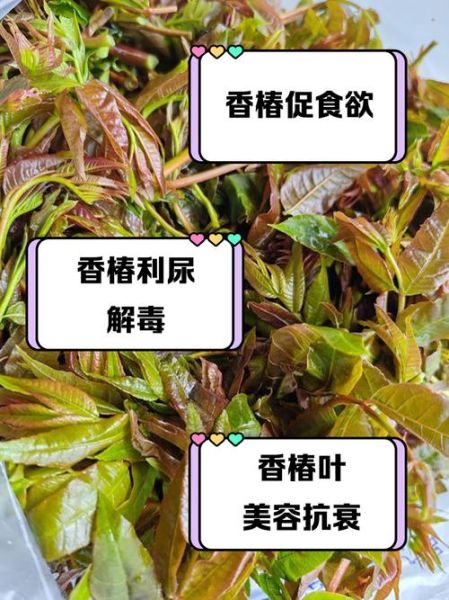 香椿叶子老了能吃吗_香椿老叶怎么吃-第1张图片-山城妙识