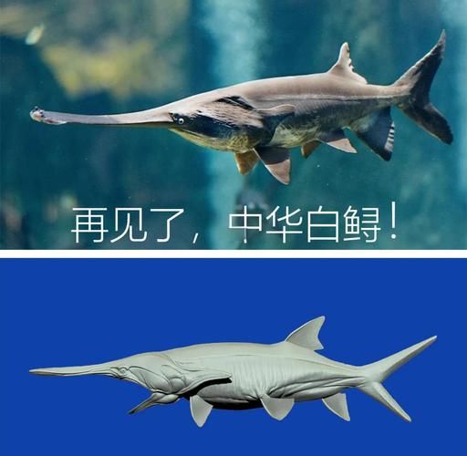 中华鲟灭绝了吗_中华鲟灭绝原因-第1张图片-山城妙识