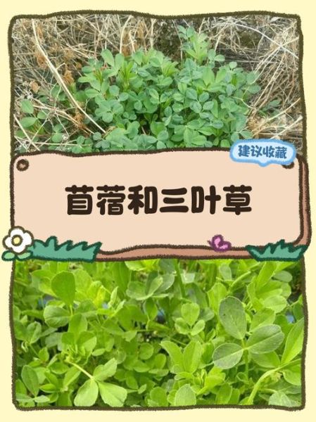 苜蓿草是三叶草吗_区别与联系-第3张图片-山城妙识 苜蓿草是三叶草吗_区别与联系-第3张图片-山城妙识