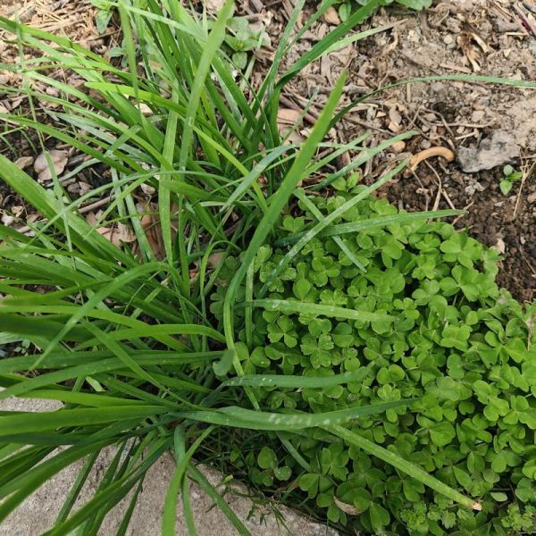 苜蓿草是三叶草吗_区别与联系-第1张图片-山城妙识 苜蓿草是三叶草吗_区别与联系-第1张图片-山城妙识