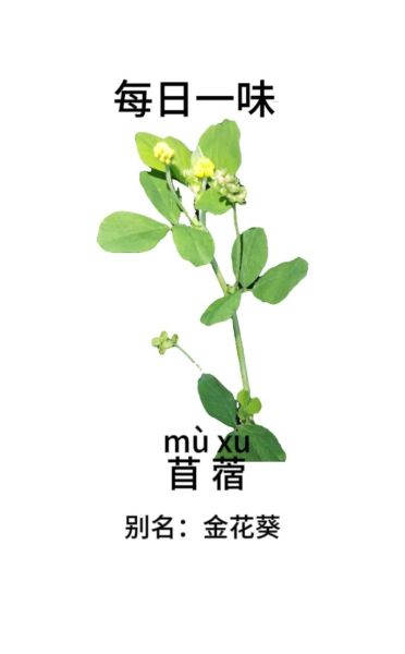 苜蓿草是三叶草吗_区别与联系-第2张图片-山城妙识 苜蓿草是三叶草吗_区别与联系-第2张图片-山城妙识