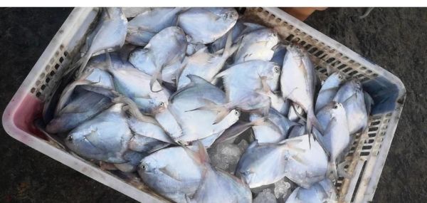 白鲳鱼刺多吗_白鲳鱼适合宝宝吃吗-第1张图片-山城妙识