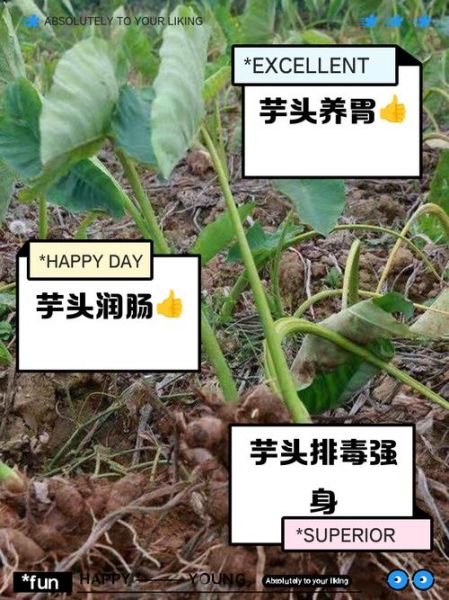 芋头是抗癌还是致癌_真相解析-第1张图片-山城妙识