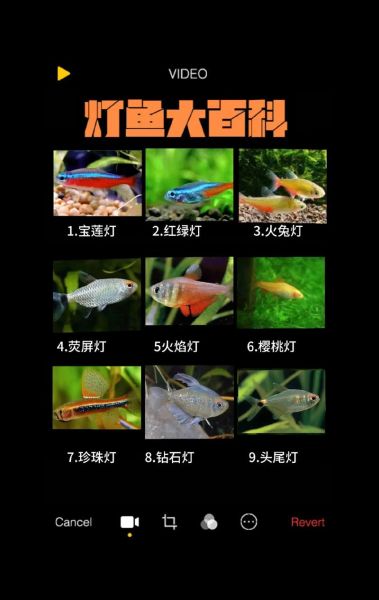 灯鱼图片怎么拍_灯鱼图片高清下载-第3张图片-山城妙识