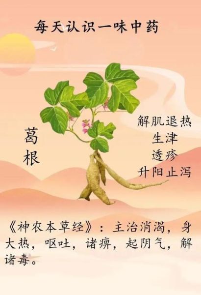 葛根功效作用与主治_葛根怎么吃效果最好-第2张图片-山城妙识