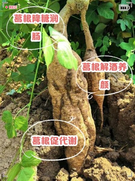 葛根功效作用与主治_葛根怎么吃效果最好-第3张图片-山城妙识