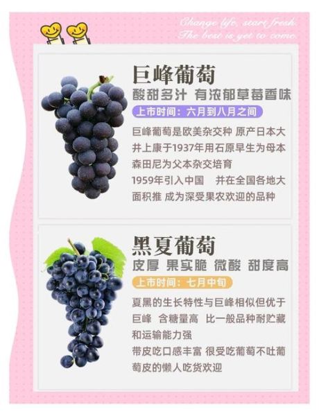 柔丁香葡萄好吃吗_柔丁香葡萄怎么种-第2张图片-山城妙识