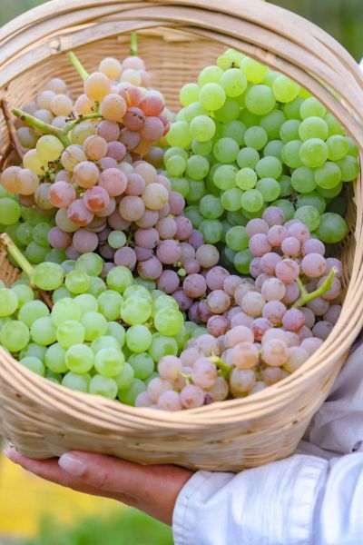 柔丁香葡萄好吃吗_柔丁香葡萄怎么种-第1张图片-山城妙识