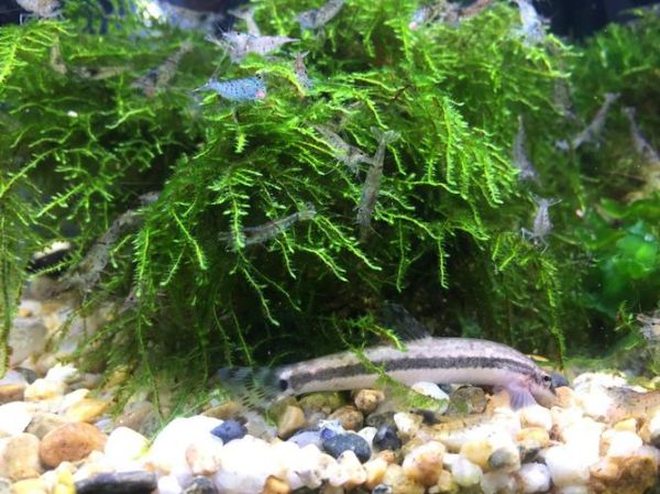 横斑原缨口鳅怎么养_横斑原缨口鳅吃什么-第3张图片-山城妙识