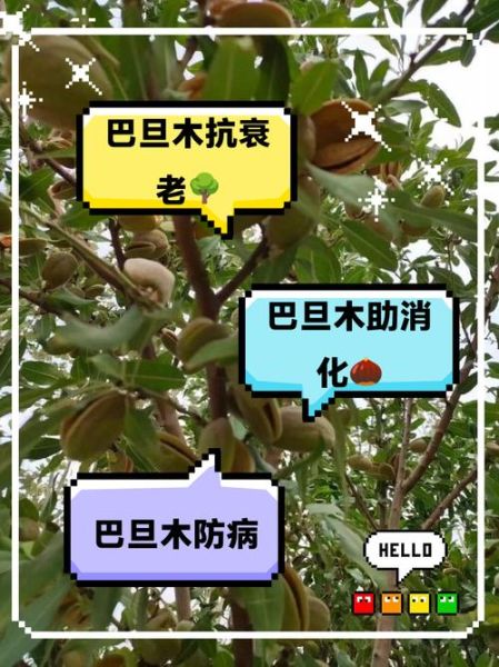 吃巴旦木能减肥吗_巴旦木的功效与作用有哪些-第1张图片-山城妙识