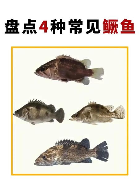 为什么很少人养鳜鱼_鳜鱼养殖难点有哪些-第1张图片-山城妙识